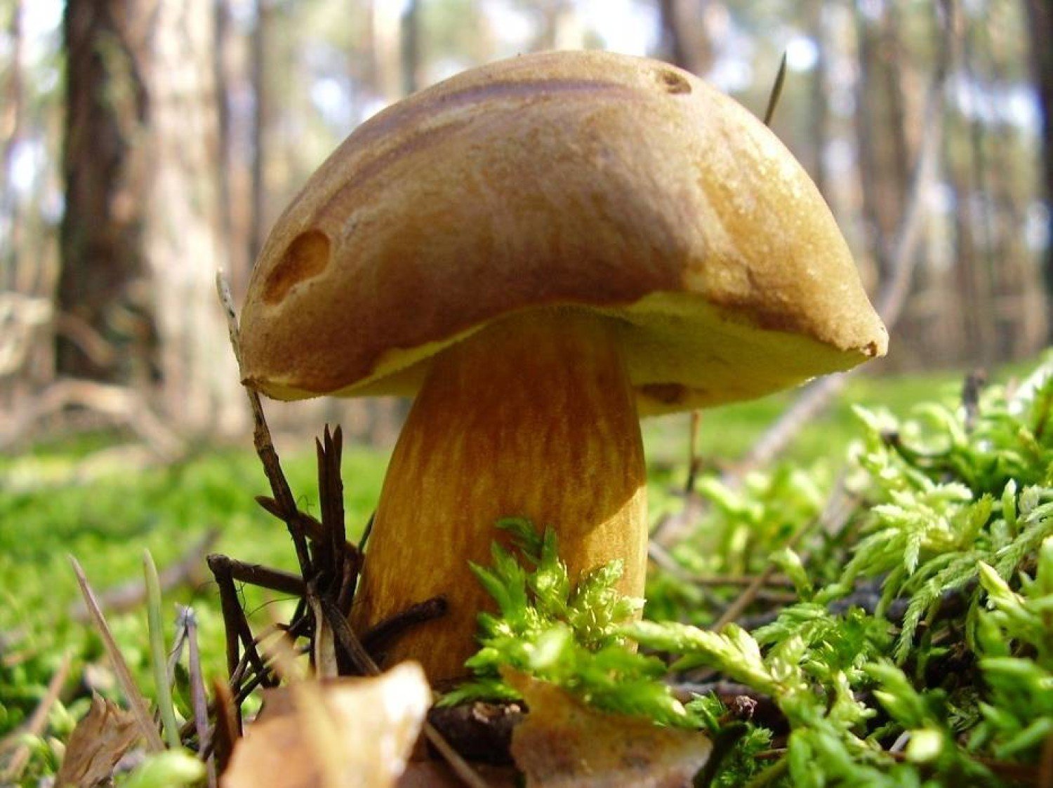 Grzyby W Wielkopolsce Gdzie Na Grzyby Jakie Gatunki Rosn W Okolicy Grzyby W Wielkopolsce Gdzie Na Grzyby Jakie Gatunki Rosn W Okolicy
