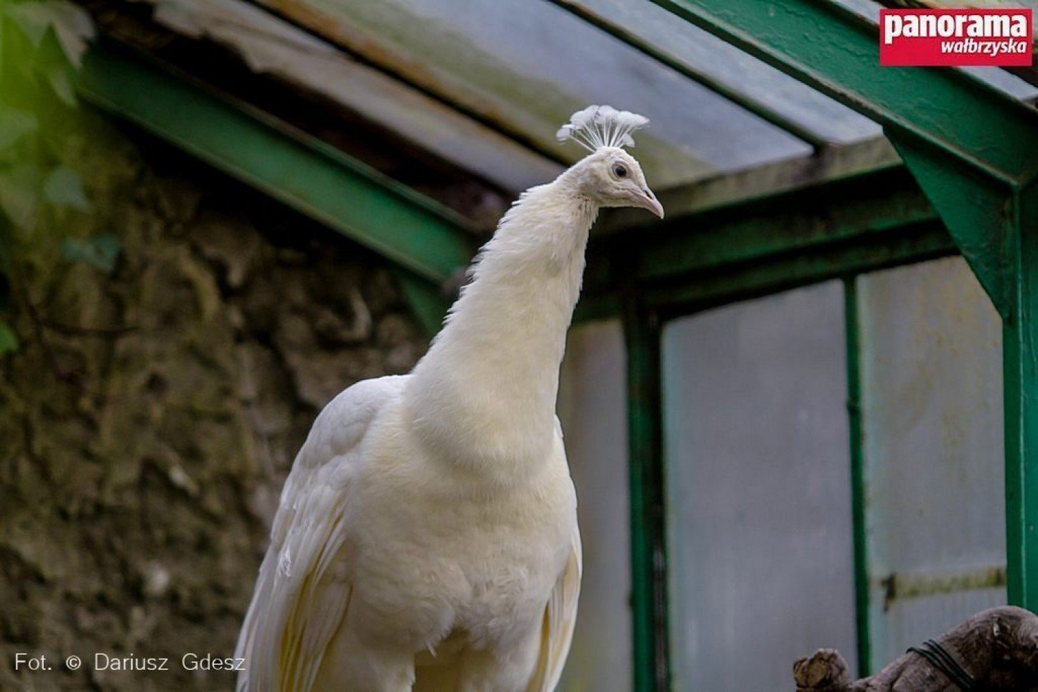 Paw albinos atrakcją Palmiarni Wałbrzych [ZDJĘCIA i FILM] | Wałbrzych ...